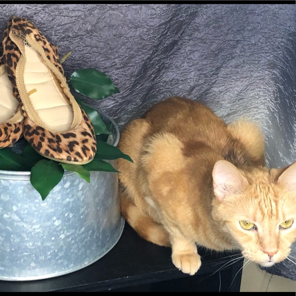 Shoes | Cheetah Ballet Flats | Poshmark